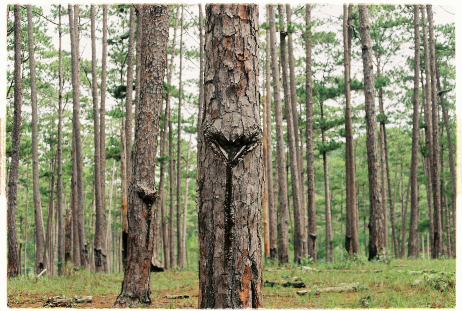 4 examples of nature-based solutions projects creating impact